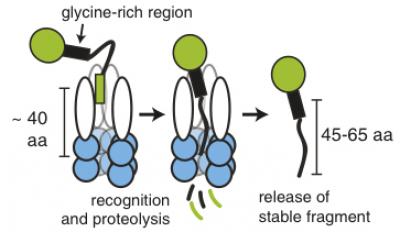Fragmentation In Bacteria