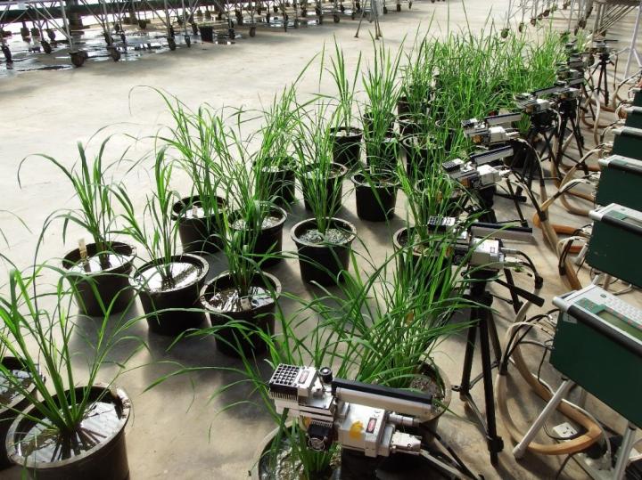 Screening rice cultivars [IMAGE] | EurekAlert! Science News Releases