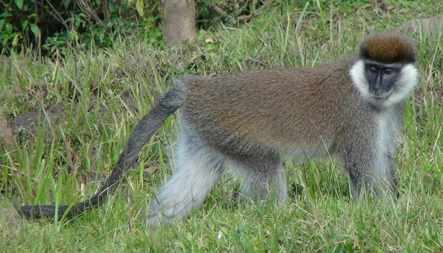 Bale Monkey from Kokosa Forest [IMAGE] | EurekAlert! Science News Releases