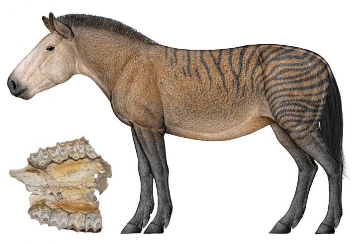 Hipparion Forstenae [IMAGE] | EurekAlert! Science News Releases