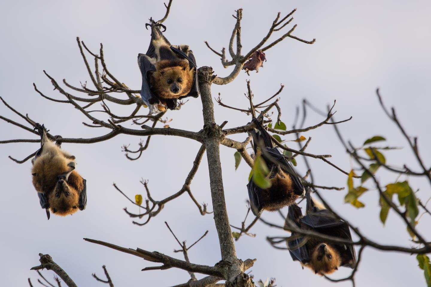 Protecting Island Flying Foxes [IMAGE] | EurekAlert! Science News Releases