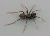 Mysterious purse-web spiders rediscovered and | EurekAlert!