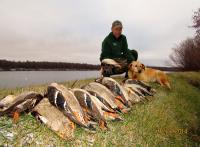 Under-studied boreal habitat key for North Am | EurekAlert!