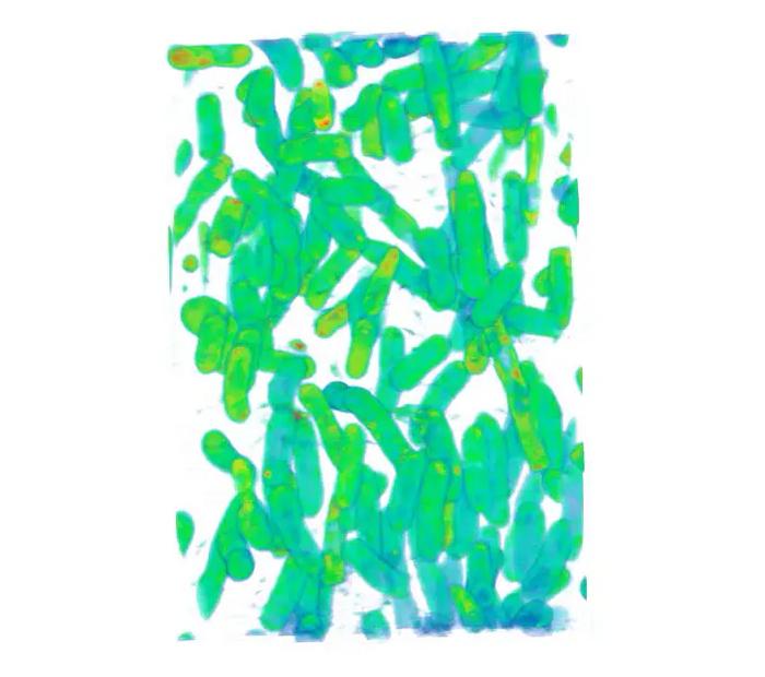 Fast-track strain engineering for speedy biom | EurekAlert!