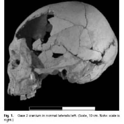 40,000-year-old skull shows both modern human | EurekAlert!