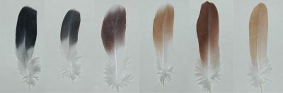 Pigment Genes and Pigeon Feath [IMAGE] | EurekAlert! Science News Releases