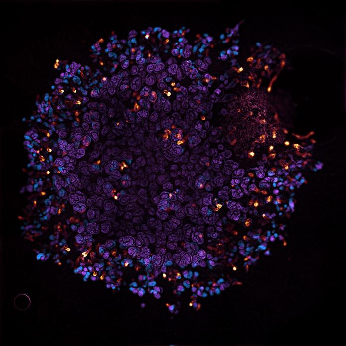 lab-grown kidney structure [IMAGE] | EurekAlert! Science News Releases