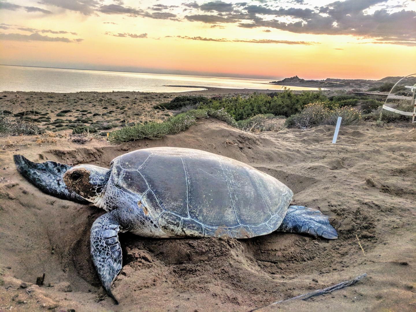 Green turtle nesting [IMAGE] | EurekAlert! Science News Releases