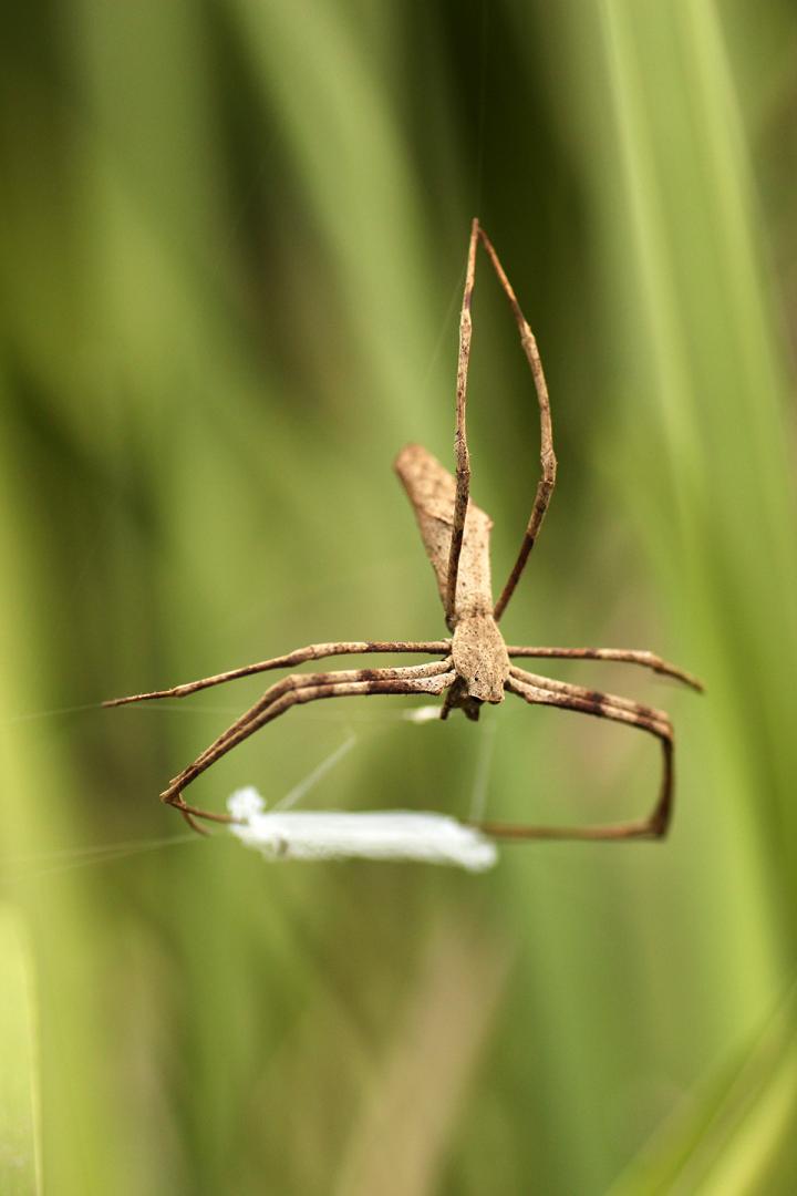 Spider Hanging [IMAGE] | EurekAlert! Science News Releases