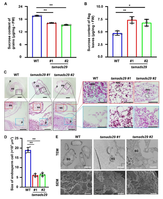 Figure3 Null mutation in TaMAD [IMAGE] | EurekAlert! Science News Releases