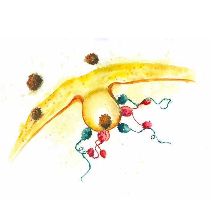 The adaptor protein complex AP [IMAGE] | EurekAlert! Science News Releases