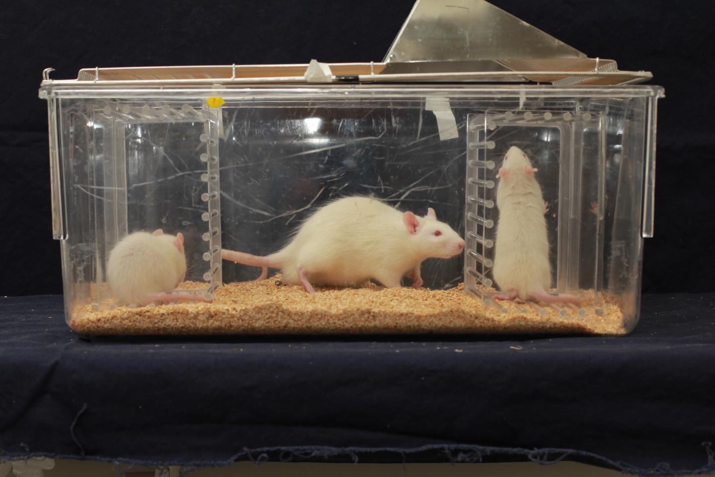 Brain's insular cortex mediates approach and | EurekAlert!