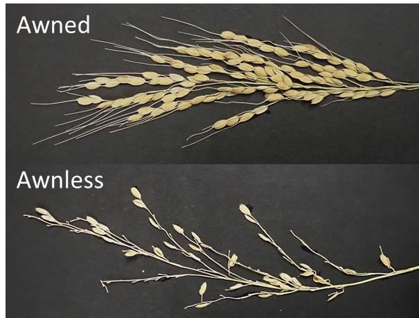 Awned Line and Awnless Cultiva [IMAGE] | EurekAlert! Science News Releases