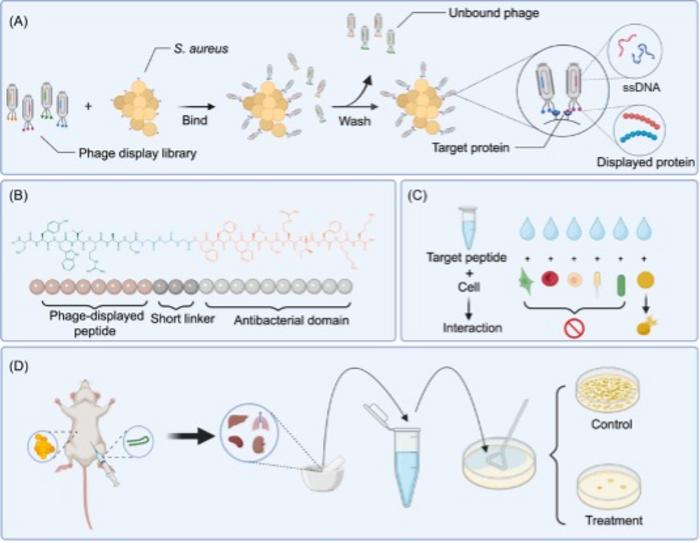 Schematic diagram of phage dis [IMAGE] | EurekAlert! Science News Releases