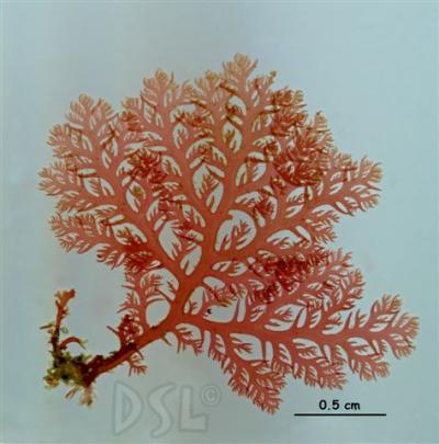 Plocamium violaceum [IMAGE] | EurekAlert! Science News Releases