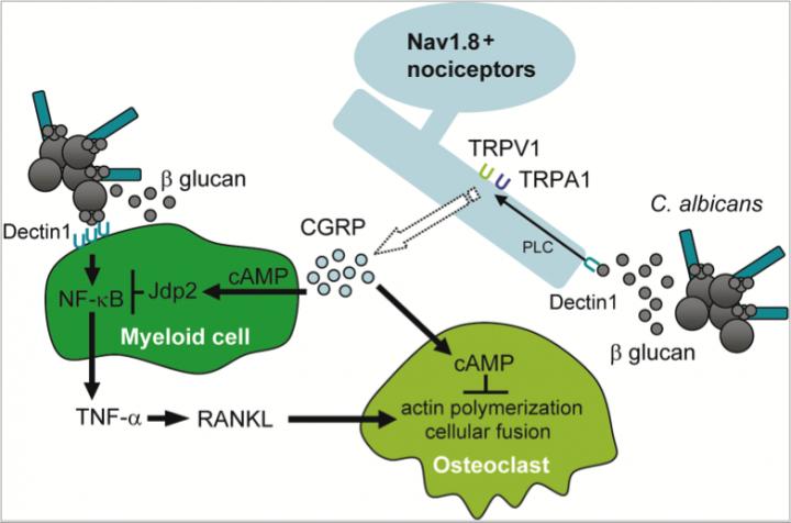 Pain neuron may protect fungal inflammation a | EurekAlert!