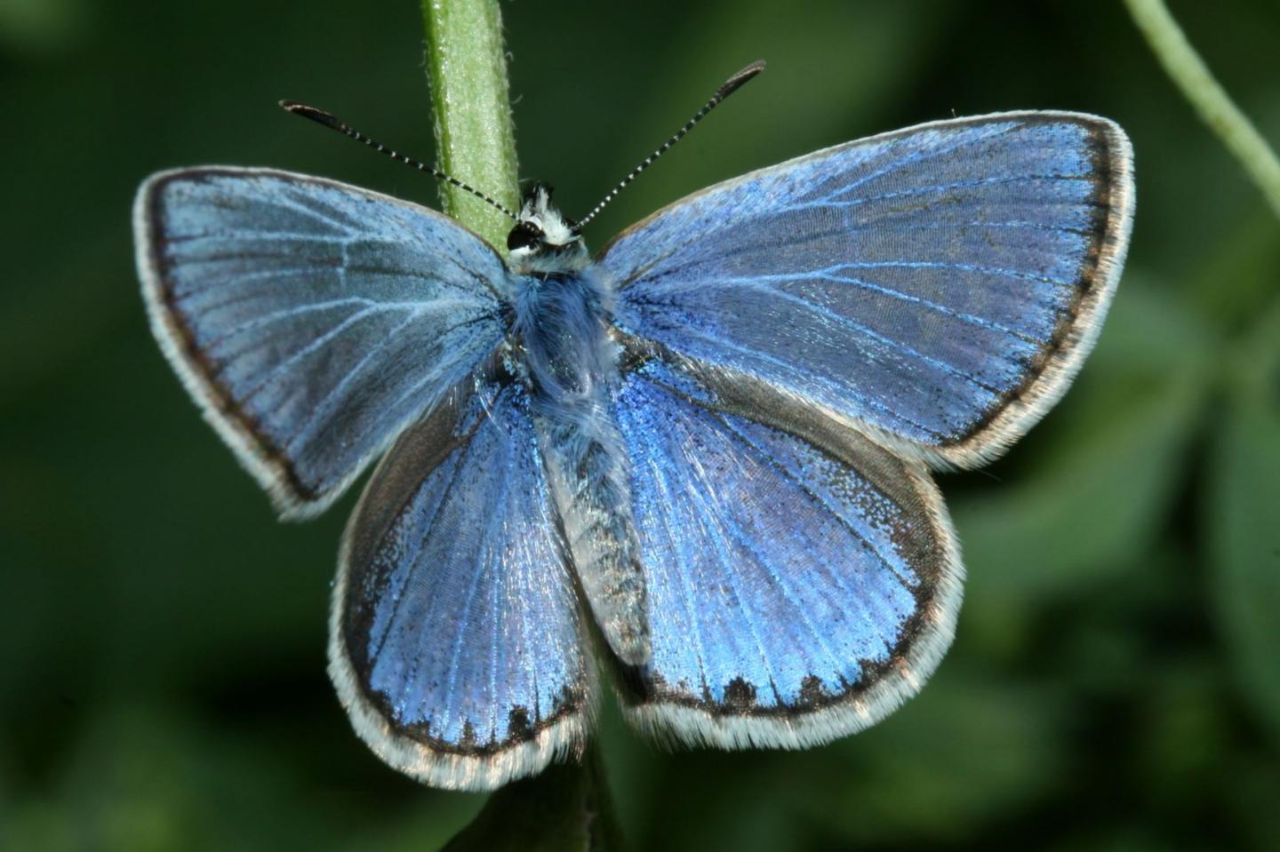 This Blue Species Has only Rec [IMAGE] | EurekAlert! Science News Releases