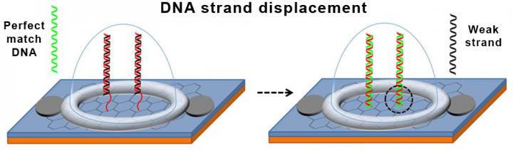 DNA Strand Displacement [IMAGE] | EurekAlert! Science News Releases
