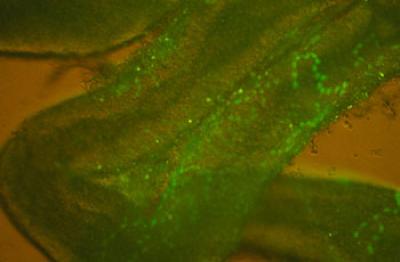 Unipotent Germline Stem Cells [IMAGE] | EurekAlert! Science News Releases