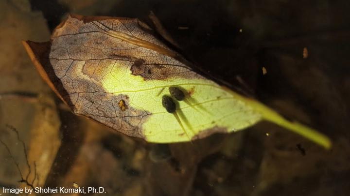 Japanese tadpoles relax in hot springs | EurekAlert!