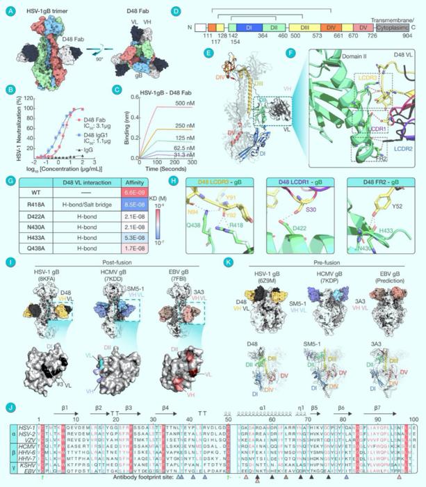 The structure of HSV-1 gB in c [IMAGE] | EurekAlert! Science News Releases