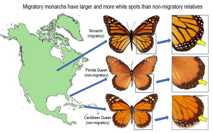 How the monarch got its spots: [IMAGE] | EurekAlert! Science News Releases