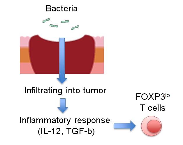 Bacteria Infiltration [IMAGE] | EurekAlert! Science News Releases