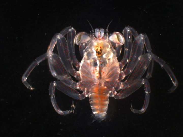 Megalopa Larva [IMAGE] | EurekAlert! Science News Releases