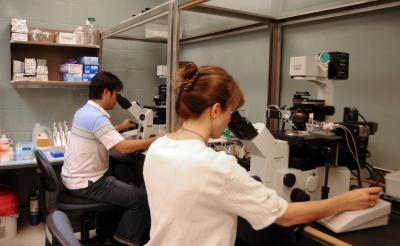 A Bare Minimum for the Y Chromosome? (4 of 9) | EurekAlert!