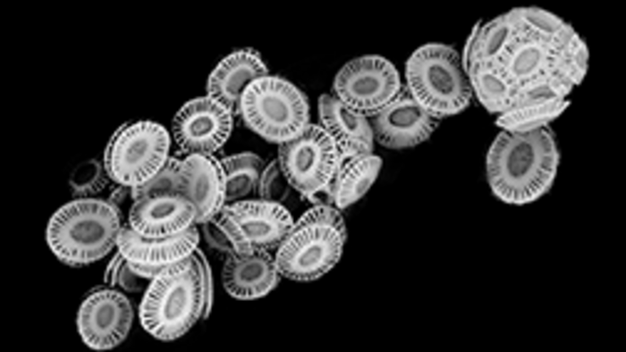 Coccoliths [IMAGE] | EurekAlert! Science News Releases