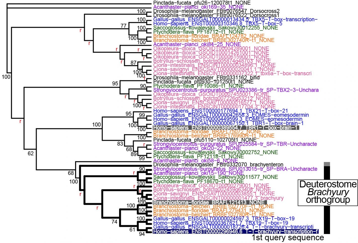 Gene Tree of Brachyury [IMAGE] | EurekAlert! Science News Releases