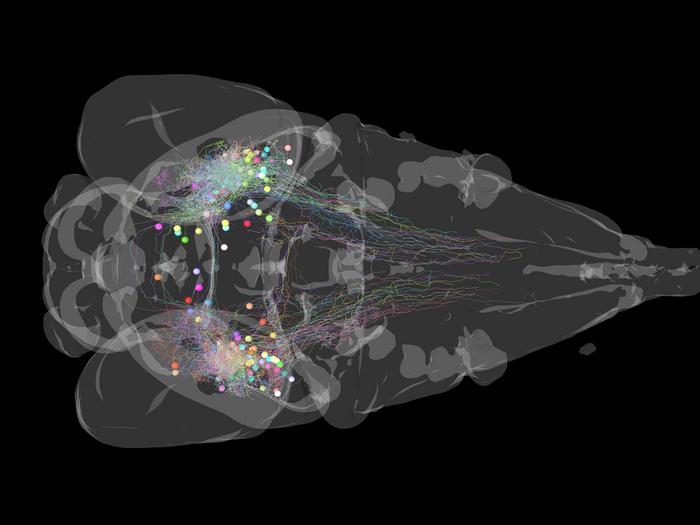 Neurons in the zebrafish [IMAGE] | EurekAlert! Science News Releases