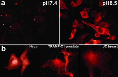 Delivery of Fluorescent Phallo [IMAGE] | EurekAlert! Science News Releases