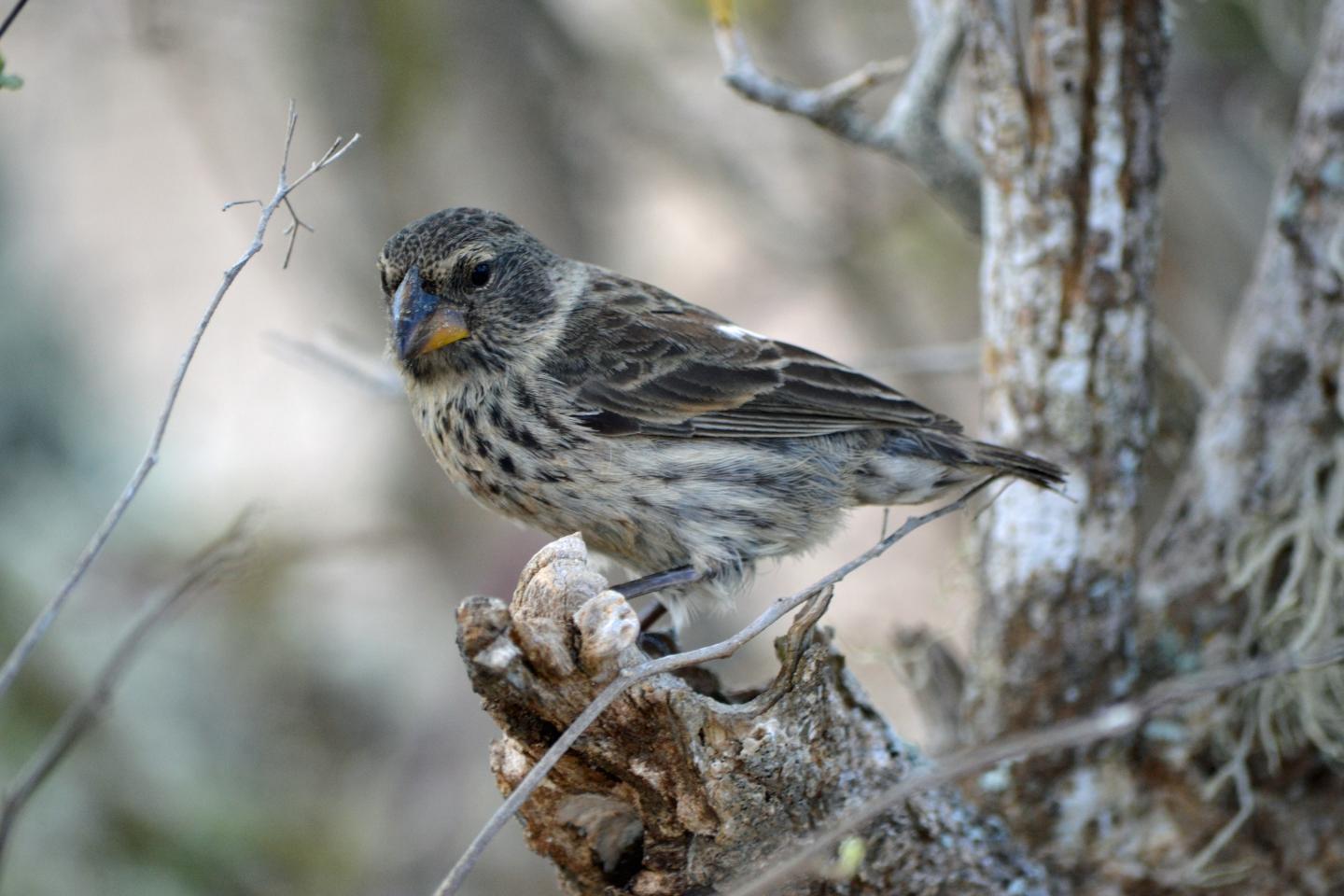Female Medium Ground Finch [IMAGE] | EurekAlert! Science News Releases