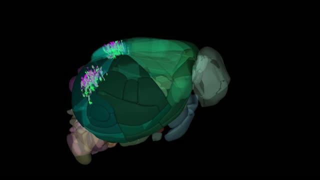 Allen Institute for Brain Science announces m | EurekAlert!