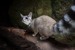Study provides rare glimpse of the ringtail, | EurekAlert!