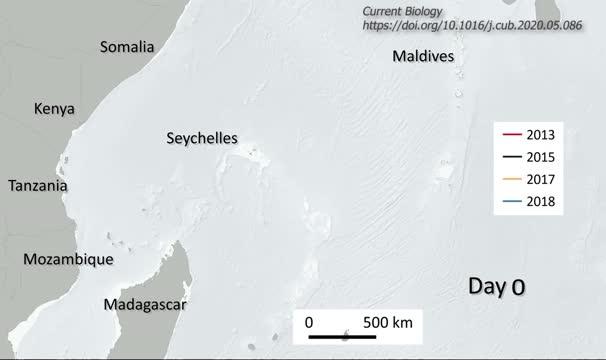 Sea turtles' impressive navigation feats rely | EurekAlert!