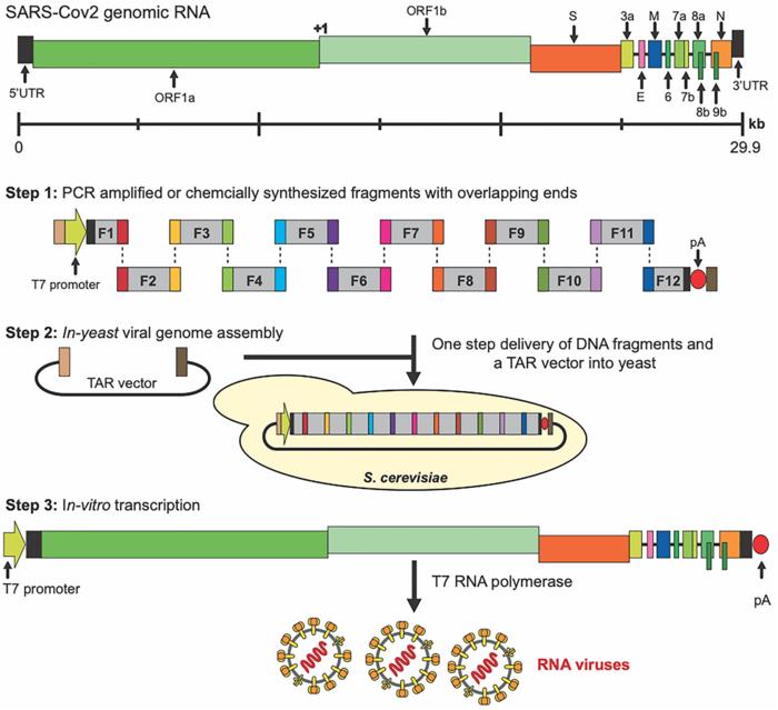 Transformation-associated recombination (TAR) | EurekAlert!