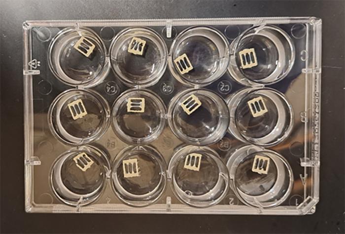 Growing Muscles in a Lab [IMAGE] | EurekAlert! Science News Releases