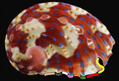 Patterns on tropical marine mollusk shell mir | EurekAlert!