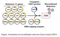 Reverse genetics for rotavirus | EurekAlert!