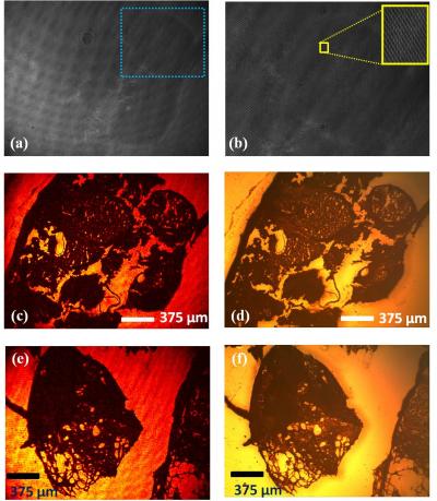 Hologram vs. Conventional Micr [IMAGE] | EurekAlert! Science News Releases