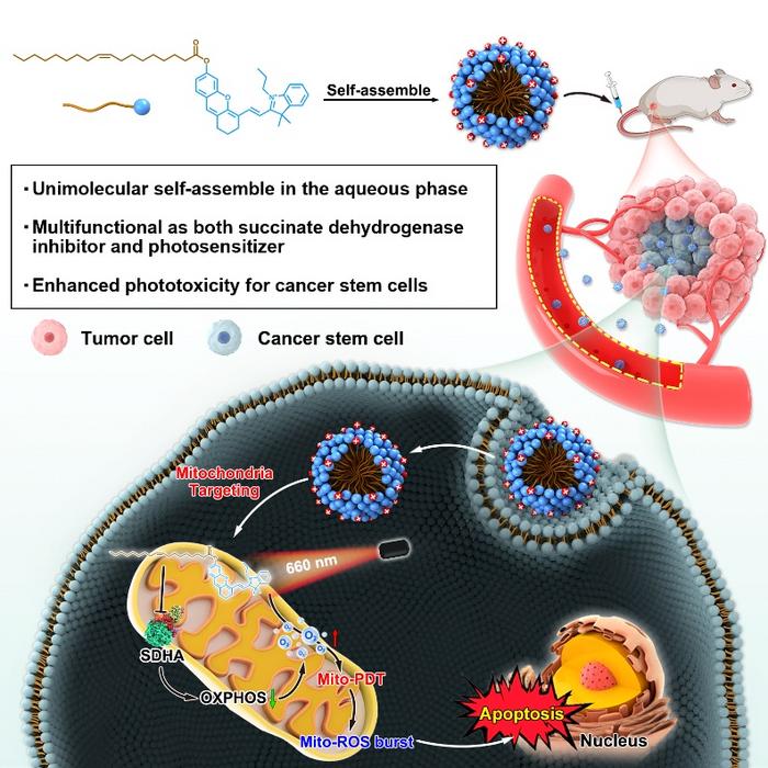 Unimolecular self-assembled hemicyanine-oleic | EurekAlert!