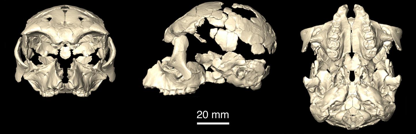 Fossil Could Redefine Evolutio [IMAGE] | EurekAlert! Science News Releases
