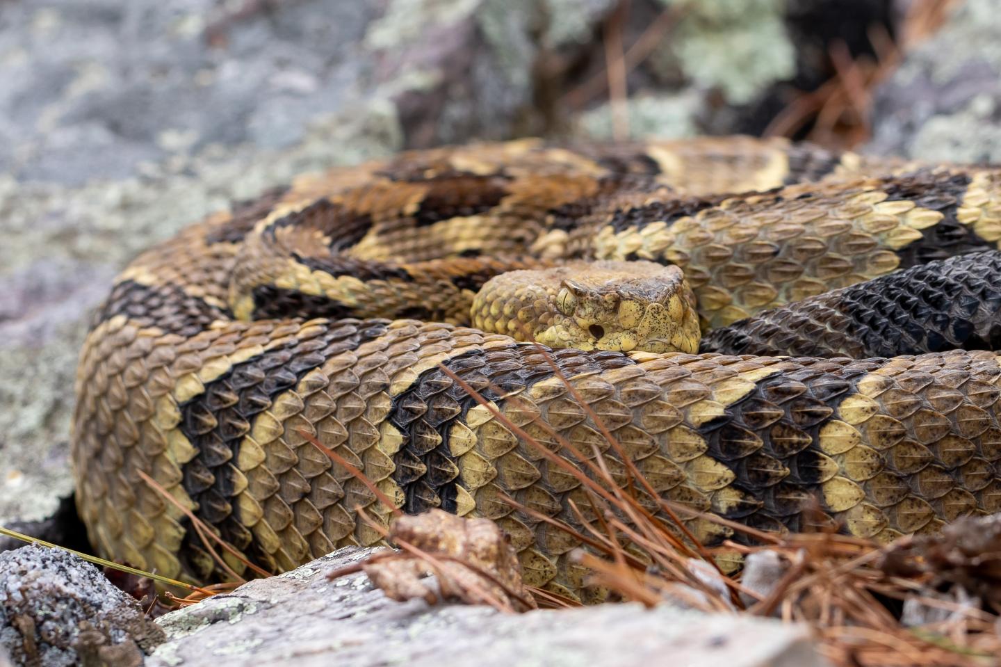 Timber Rattlesnake [IMAGE] | EurekAlert! Science News Releases