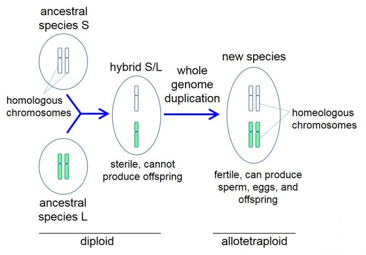 Figure 2: Genesis of the Xe [IMAGE] | EurekAlert! Science News Releases