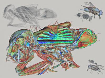 'Images of the inside of a fly' elected as co | EurekAlert!