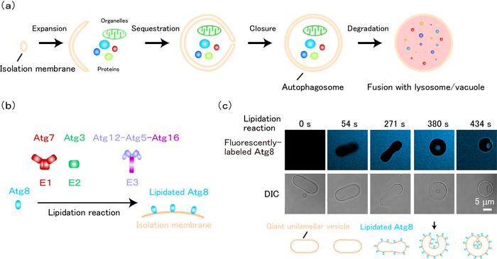 Membrane invagination induced [IMAGE] | EurekAlert! Science News Releases