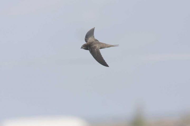 For 10 months out of the year, common swifts | EurekAlert!