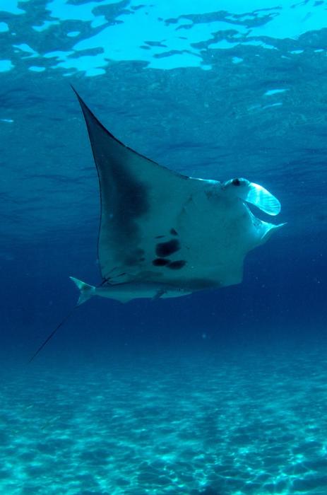 Giant Manta Ray [IMAGE] | EurekAlert! Science News Releases